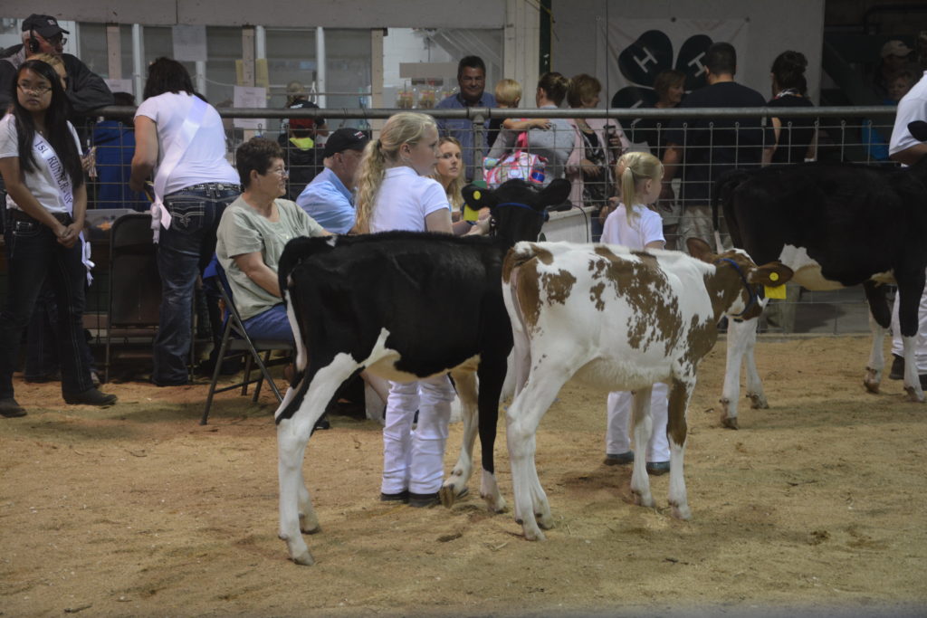 Handprint Dairy Cow Craft - The Farmwife Crafts